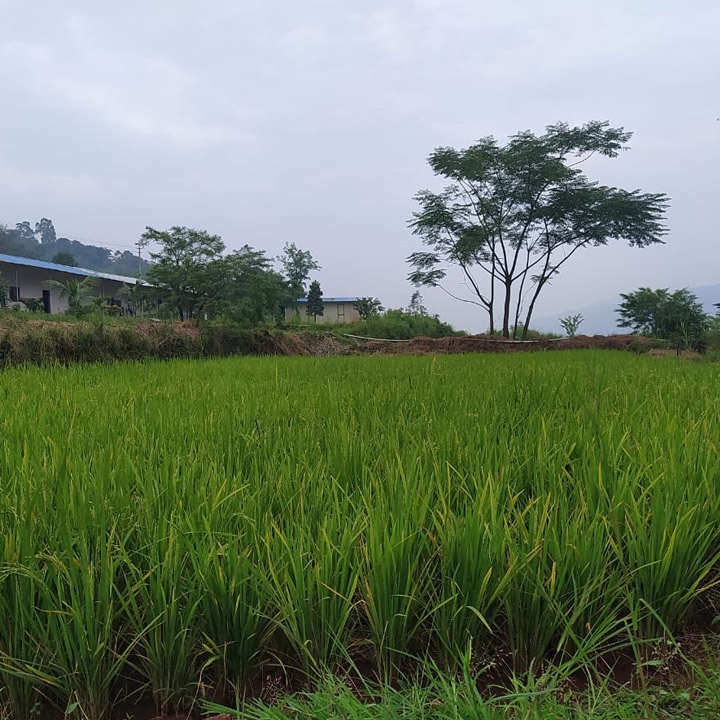 Gallery – SUMAN FARMS