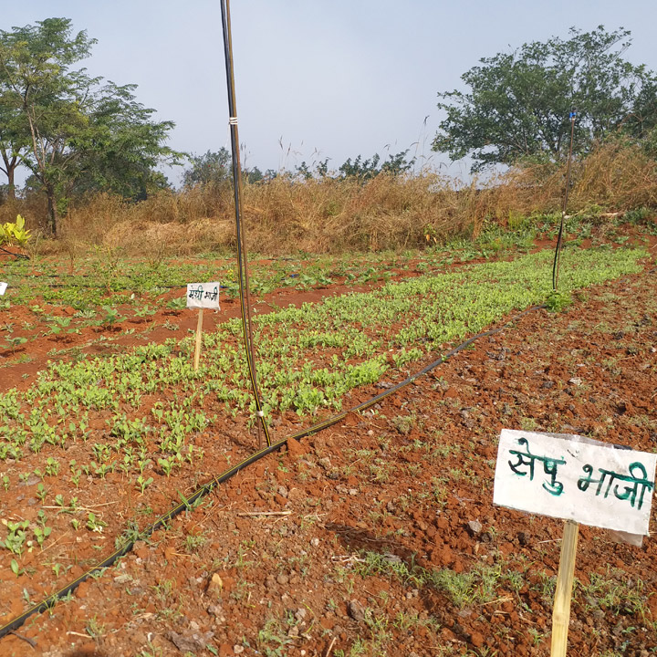 Gallery – SUMAN FARMS