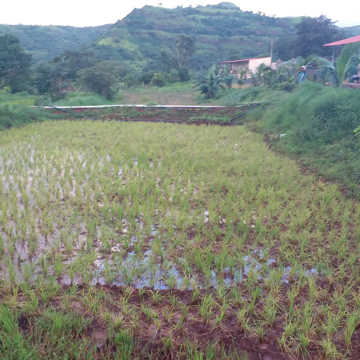 Gallery – SUMAN FARMS